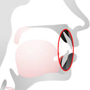 Speech anatomy for English pronunciation • icSpeech
